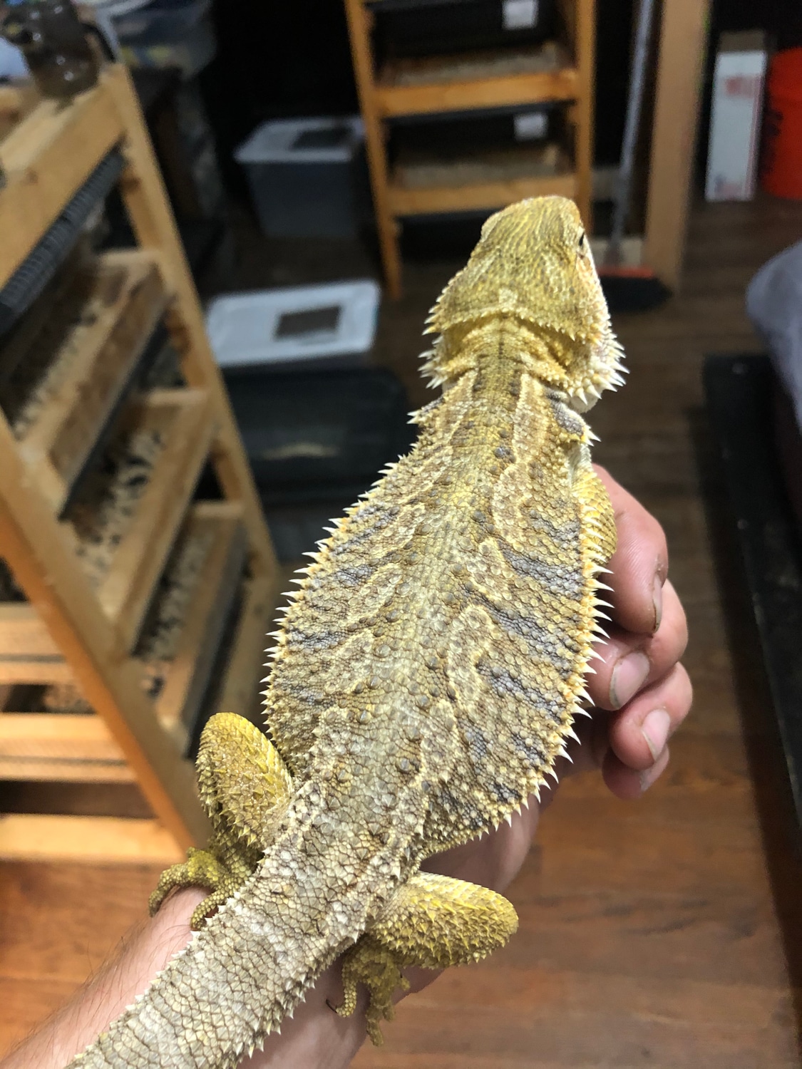Citrus Tiger Blue Bar 50% Het Hypo Central Bearded Dragon by Safe Haven ...
