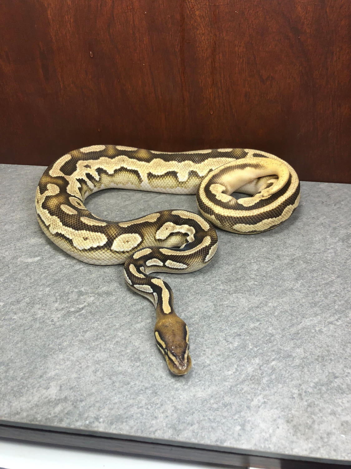 (20% Off) Mojave Od Enchi Leopard Pos Calico 50% Het Pied Pos Het Clown ...