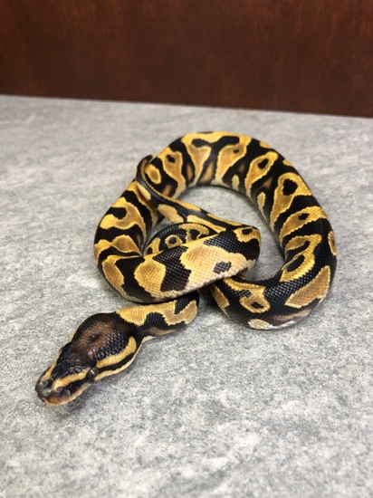 Yellowbelly Orange Dream Het Desert Ghost 50% Het Cryptic Ball Python ...