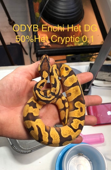 Orange Dream Yellowbelly Enchi Het Desert Ghost 50% Het Cryptic Ball ...