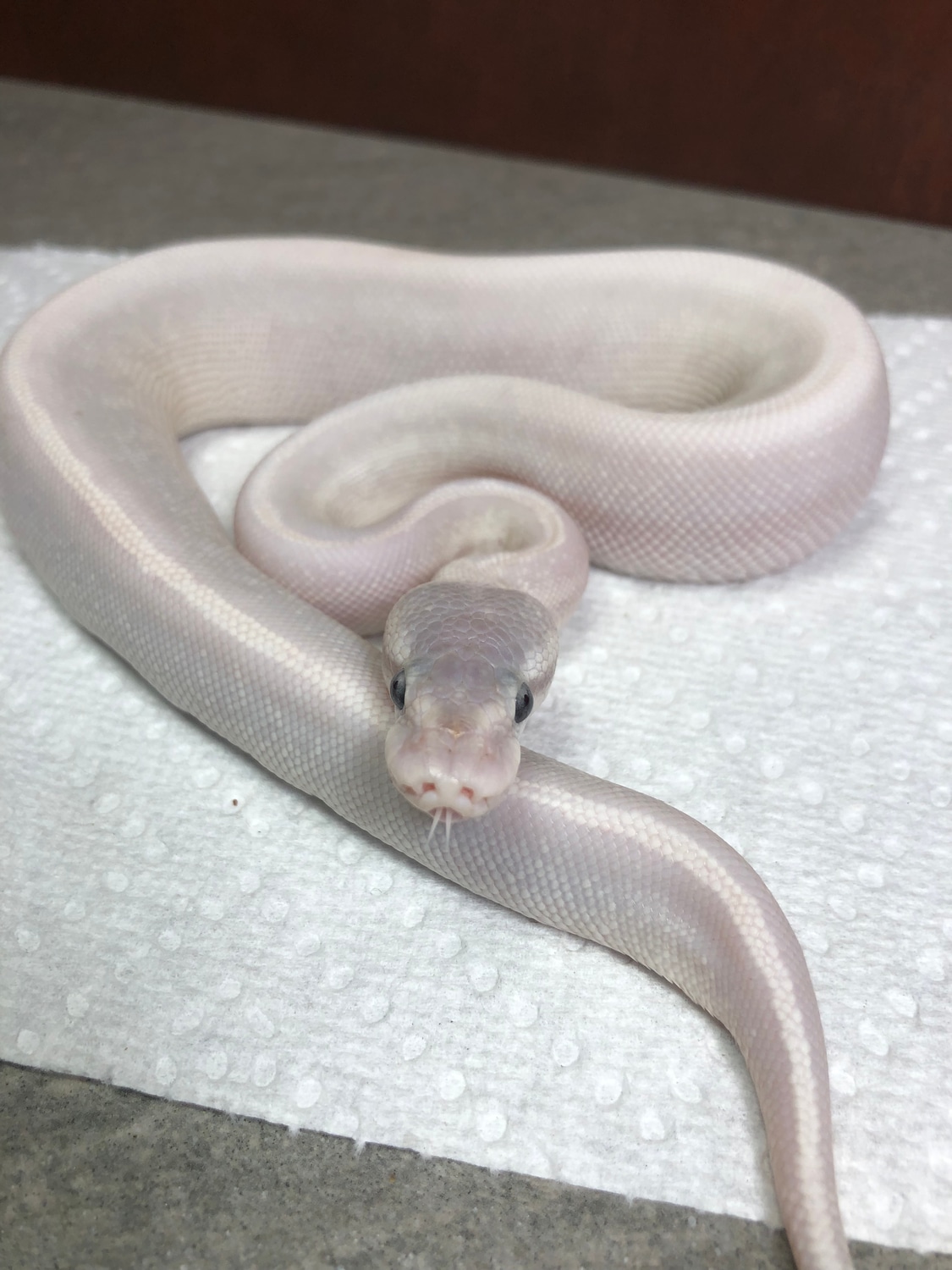 (20% Off) Super Mojave GHI Ghost Pos Dinker Ball Python by Safe Haven ...