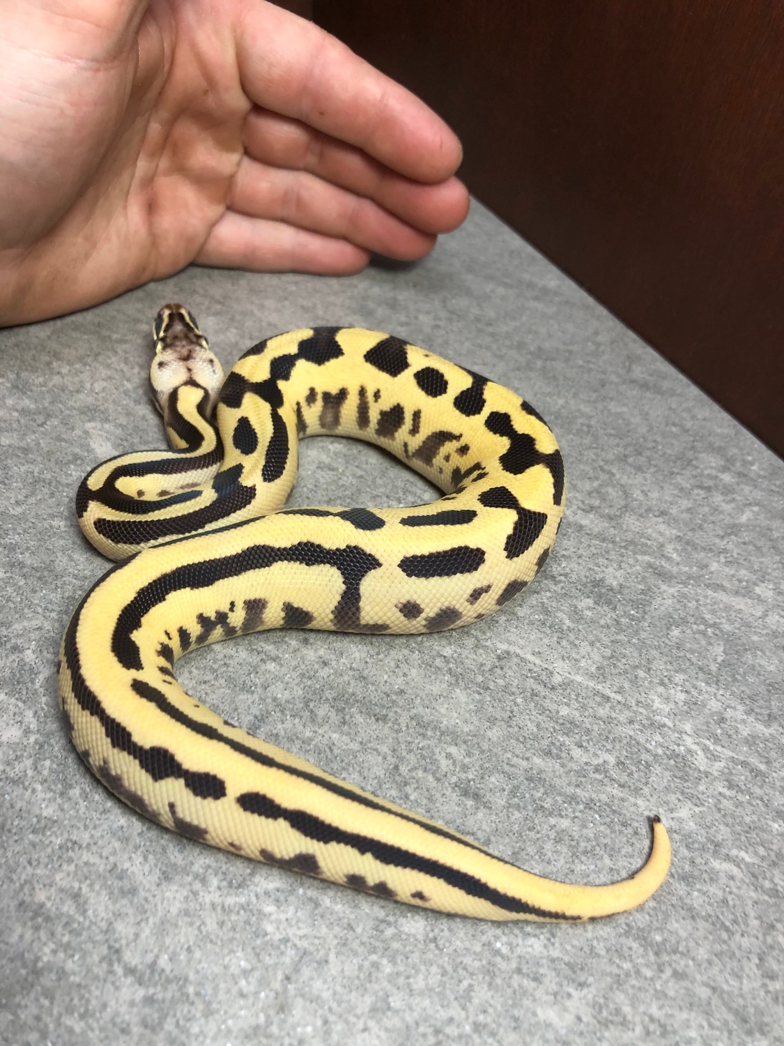 Orange Dream Leopard Pastel Yellowbelly 50% Het Pied Ball Python by ...