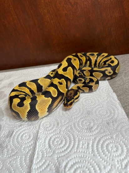 Orange Dream Yellowbelly 100% Het Desert Ghost 50% Het Cryptic Ball ...