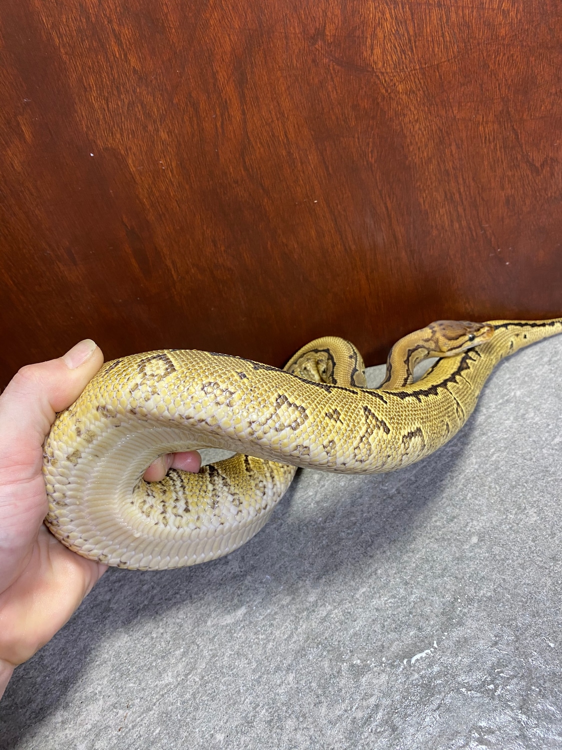 Yellowbelly Pinstripe Double Het Desert Ghost Clown Ball Python By Safe Haven Careandquality 