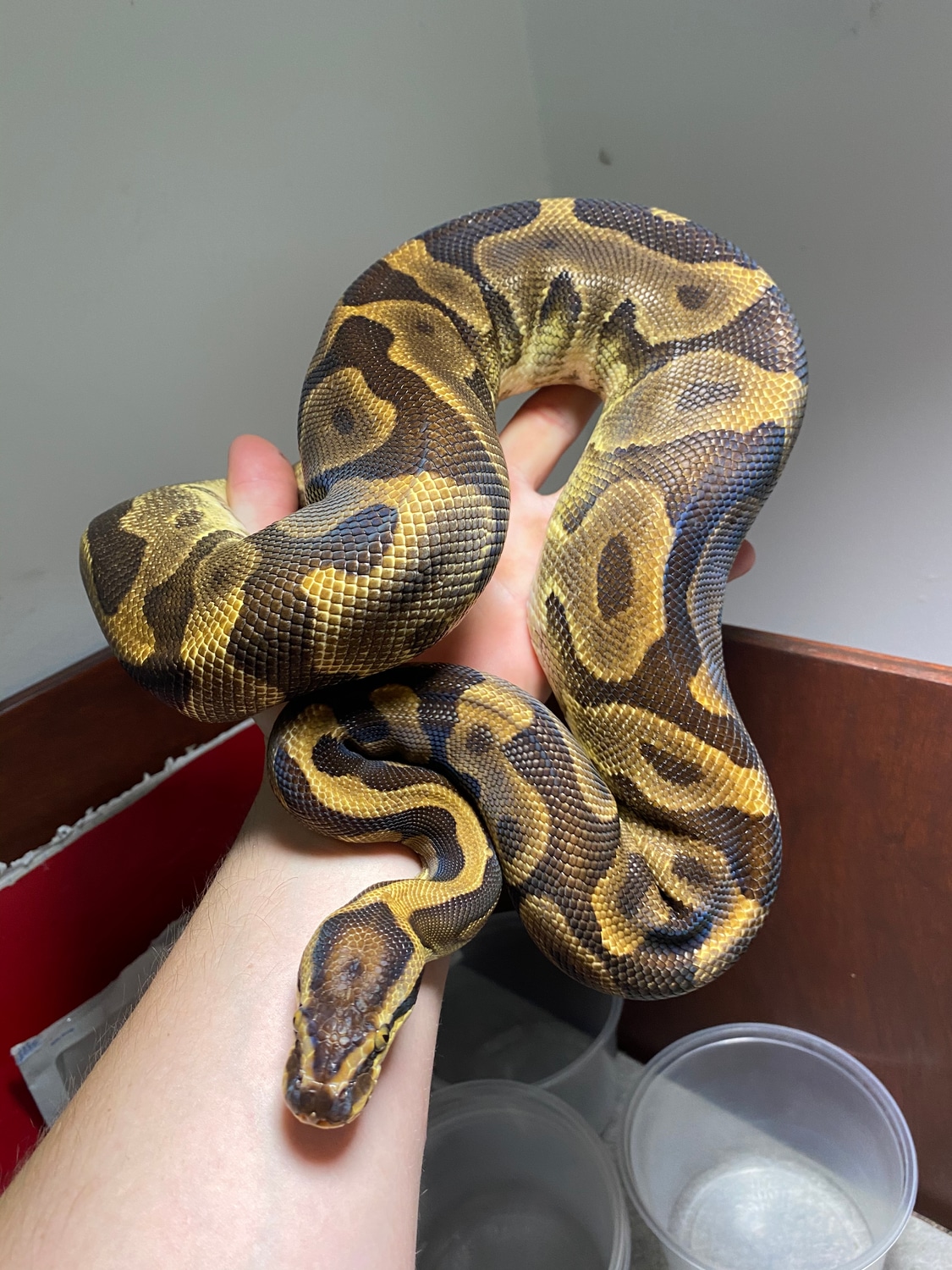 Leopard Enchi GeneX Het Pied Ball Python by Safe Haven Care&Quality ...