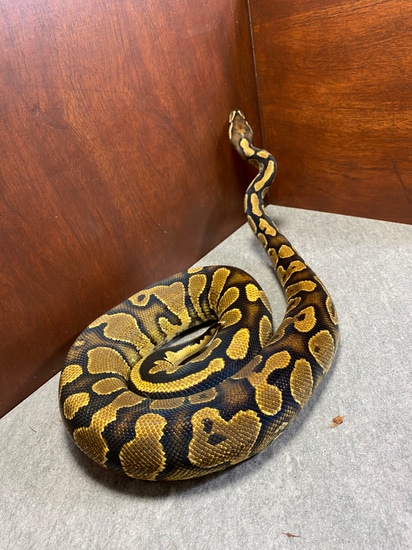 Yellowbelly Het Hypo Ball Python by Safe Haven Care&Quality