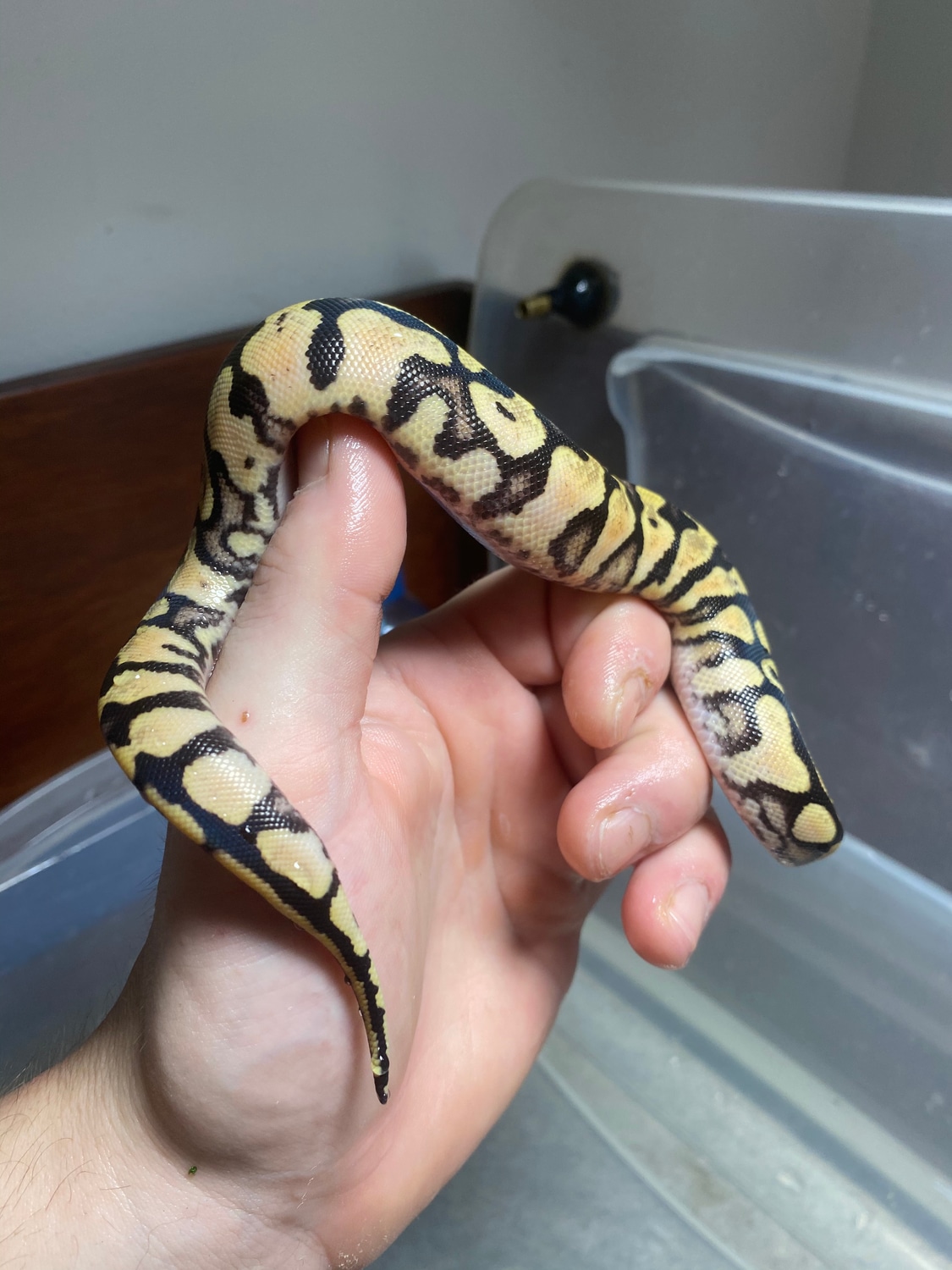 Pastel Yellowbelly Dinker 100% Het Desert Ghost 50% Het Cryptic Ball ...