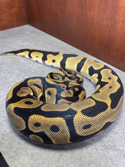 Orange Dream Leopard Yellowbelly 100% Het Desert Ghost 50% Het Cryptic Ball Python by Safe Haven ...