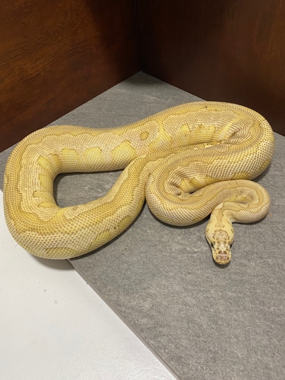 Firefly Lesser Clown Pos Yellowbelly Ball Python by Safe Haven Care&Quality