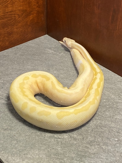Virgin Breeder Banana Fire Pastel Orange Dream Leopard Calico/ Sugar ...