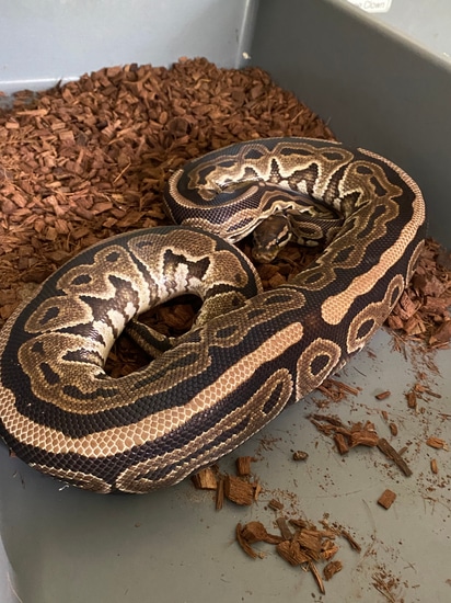 Lori Ball Python by Safe Haven Care&Quality