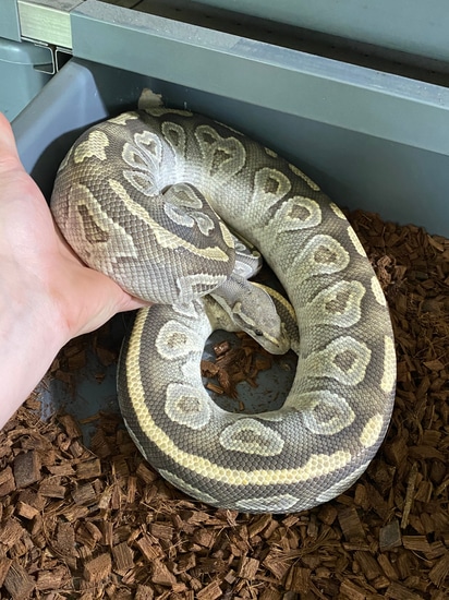 Mojave Dinker Ghost (Proven Dinker Gene With Offspring Pics) Ball Python by Safe Haven Care&Quality