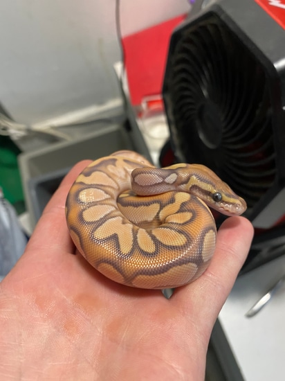 Orange Dream Mojave Super Dinker Calico Hypo Het Pied Pos Enchi Ball Python by Safe Haven Care ...