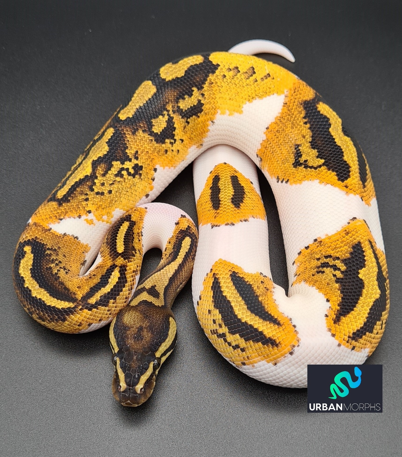 Yellow Belly Pied Ball Python by Urban Morphs - MorphMarket
