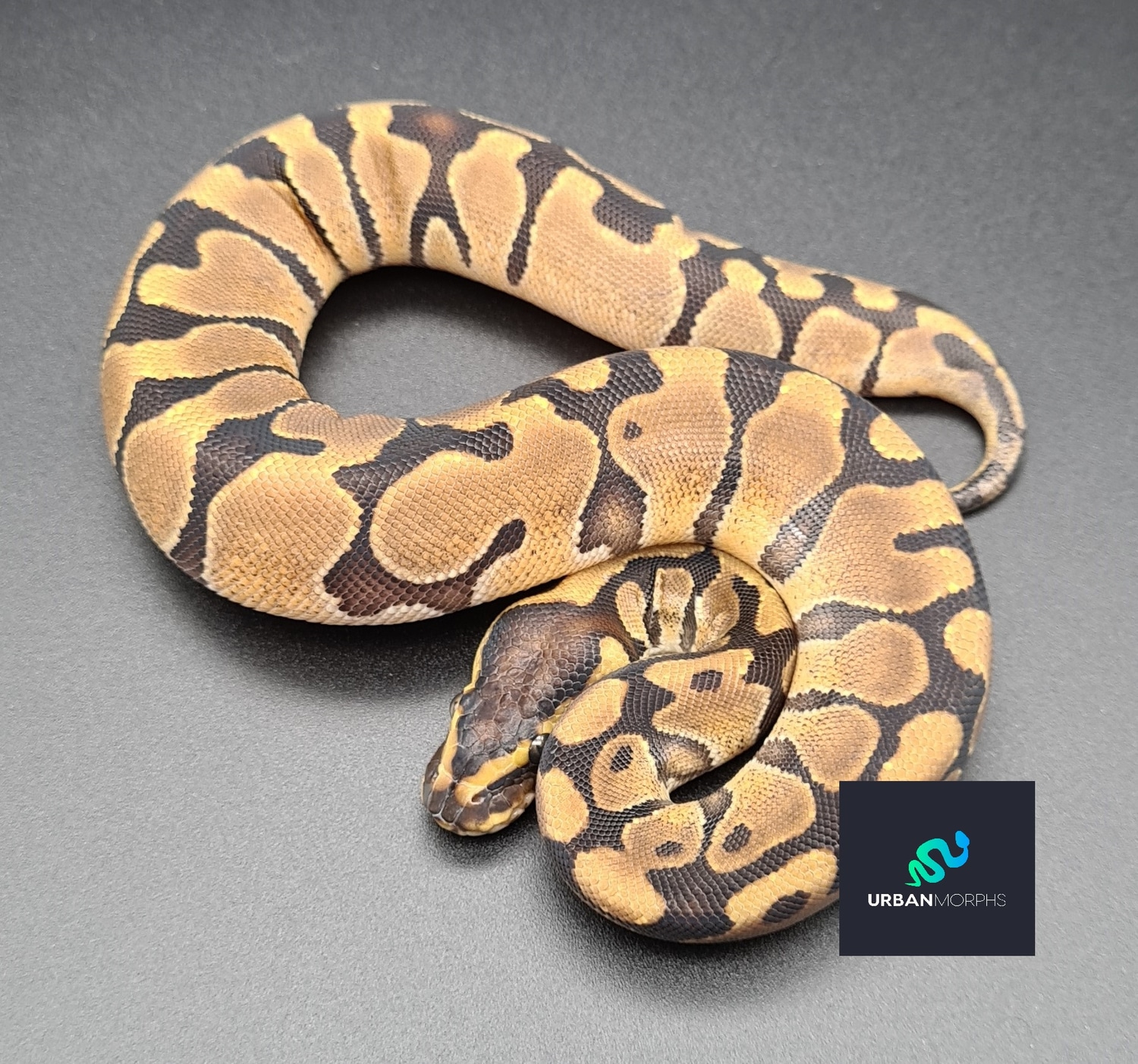 Enchi 66% Het Toffee Ball Python by Urban Morphs - MorphMarket
