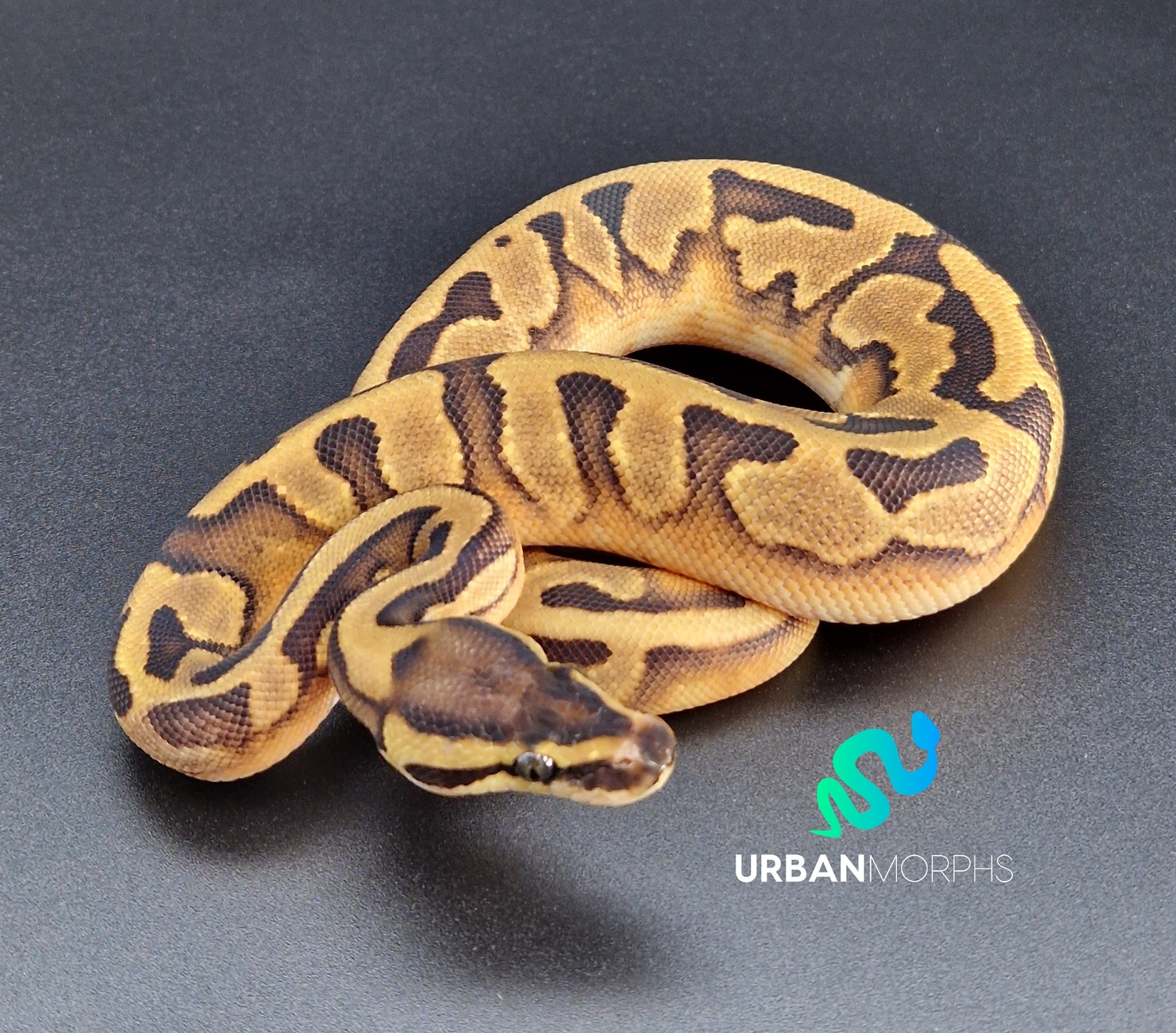**SUMMER SALE** Enchi Piebald Ball Python by Urban Morphs - MorphMarket