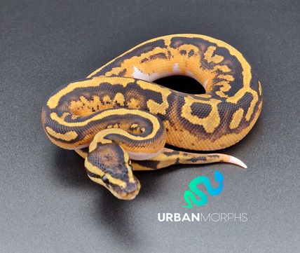 Urban Morphs - MorphMarket