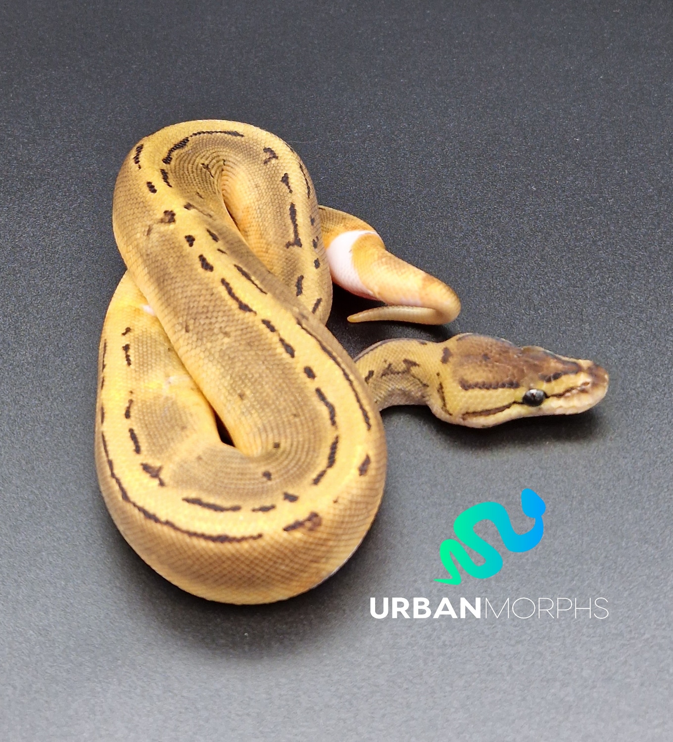 **SUMMER SALE** Pinstripe Piebald Ball Python by Urban Morphs - MorphMarket