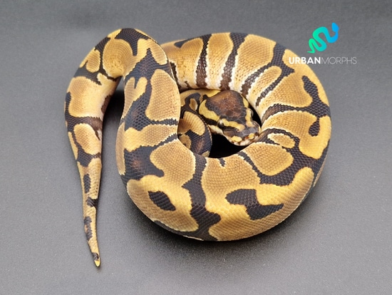 Enchi 66% Het Toffee Ball Python by Urban Morphs