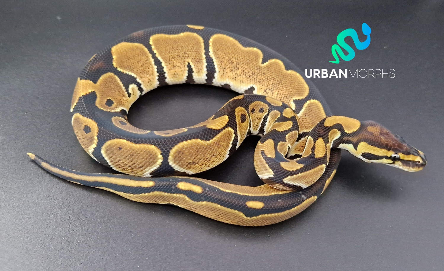 Triple Het Dreamsicle Genetic Stripe Ball Python by Urban Morphs ...