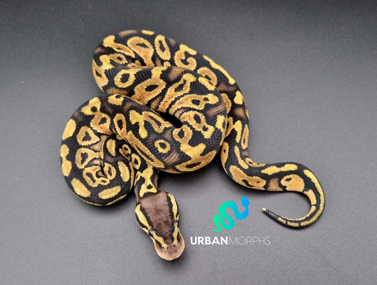 Red Stripe Pastel 100% Het Clown Ball Python by Urban Morphs - MorphMarket