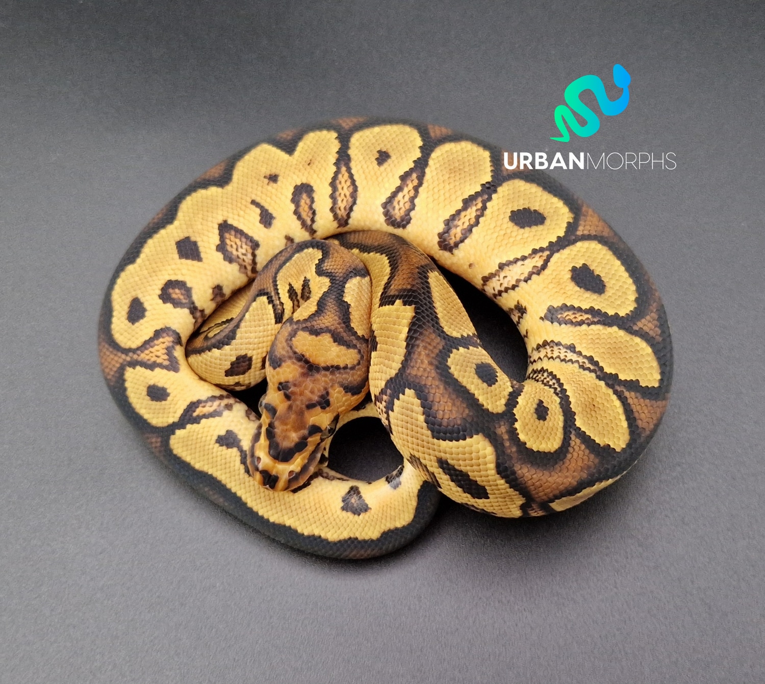 Fire Yellow Belly Clown Ball Python by Urban Morphs - MorphMarket