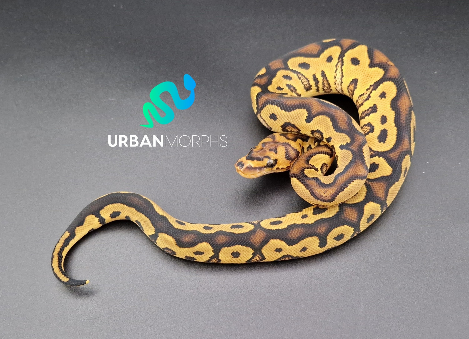 Fire Yellow Belly Clown Ball Python by Urban Morphs - MorphMarket