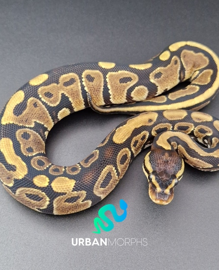 Gravel Het Ultramel Ball Python by Urban Morphs