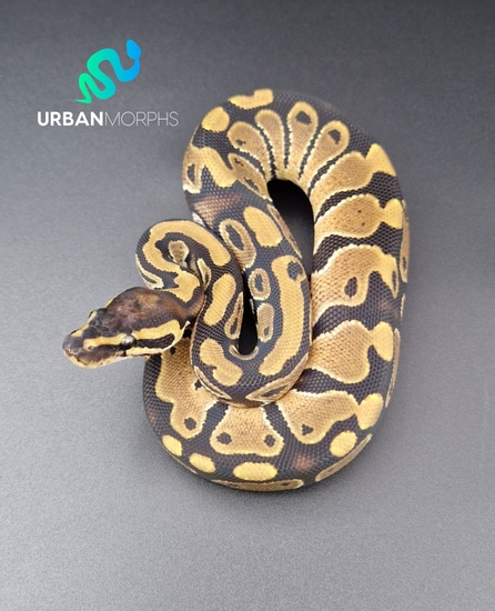 Normal Het Dreamsicle Ball Python by Urban Morphs