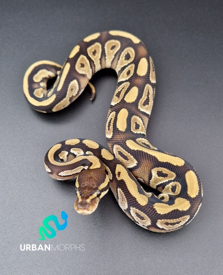 ***PAIR*** Mojave Gravel Het Ultramel Ball Python by Urban Morphs