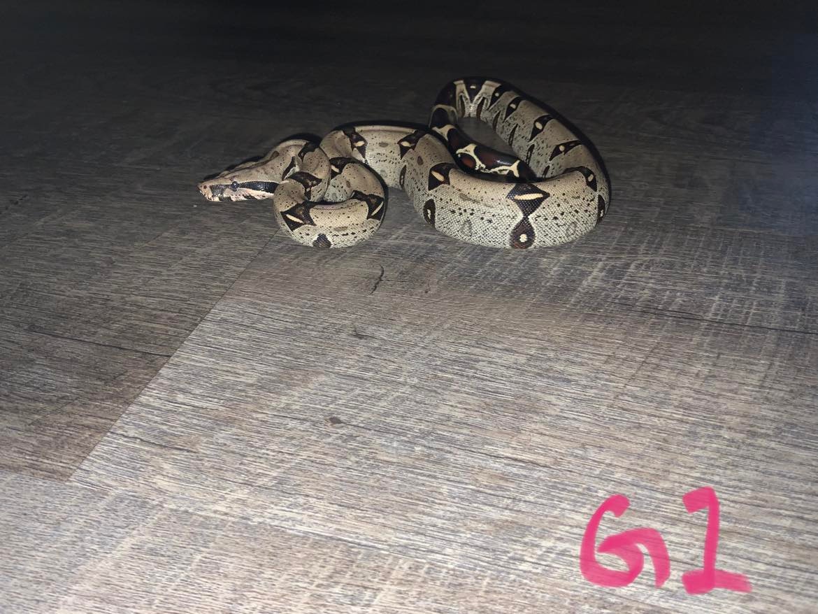 Rio Bravo True Red-Tailed Boa Constrictor by SAFla - MorphMarket