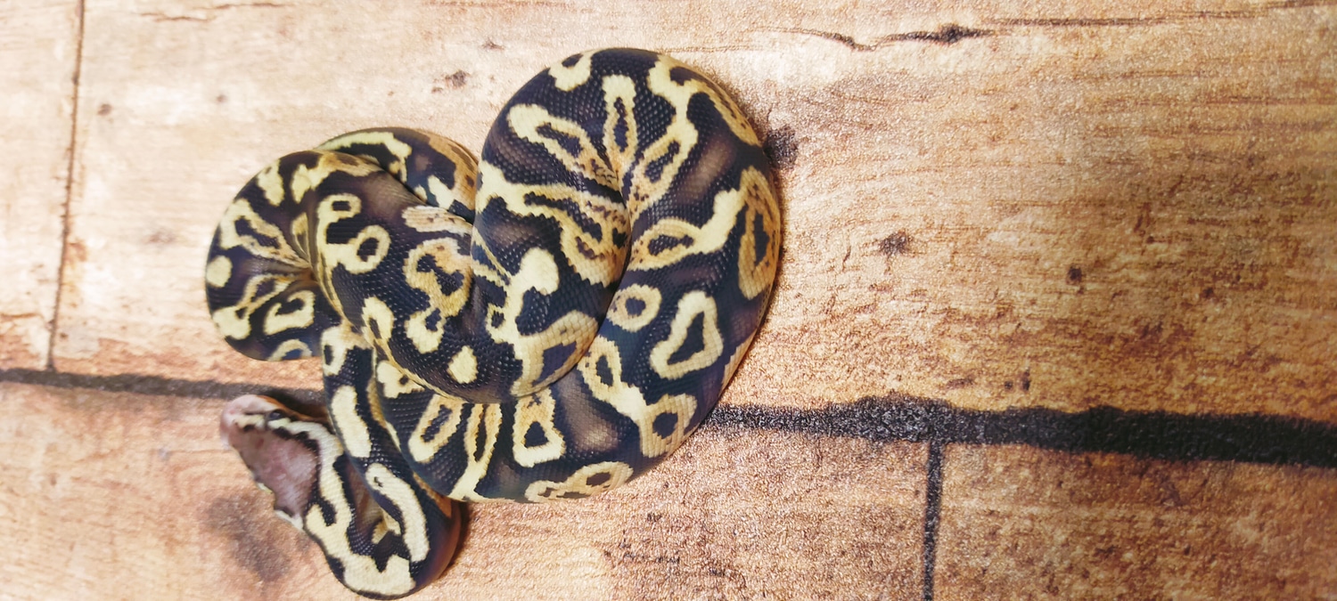 GHI Pastel 100% Het Desert Ghost Ball Python by Python Kontor - MorphMarket