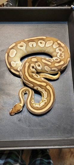 Lesser Arroyo Ball Python by Snake Addiction Hotline