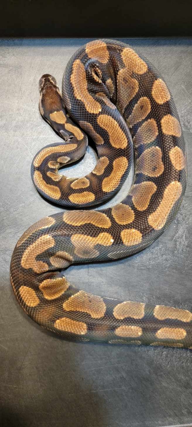 Asphalt Ball Python by Snake Addiction Hotline - MorphMarket