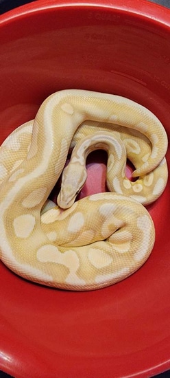 FM Maker Pastel Lesser YB Banana Ball Python by Snake Addiction Hotline