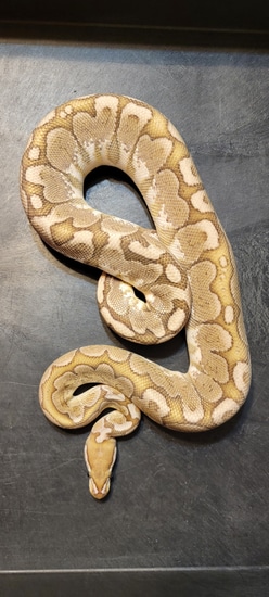 Bamboo Ball Python by Snake Addiction Hotline