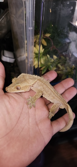 Red Phantom Super Stripe Crested Gecko by Saiyans_Exotics