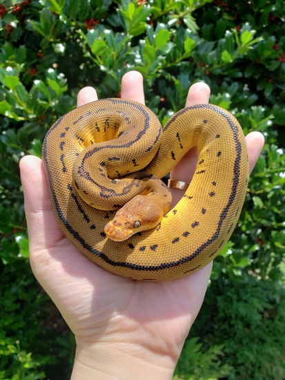 Leopard Spotnose Pinstripe Clown Ball Python by Attic Exotics