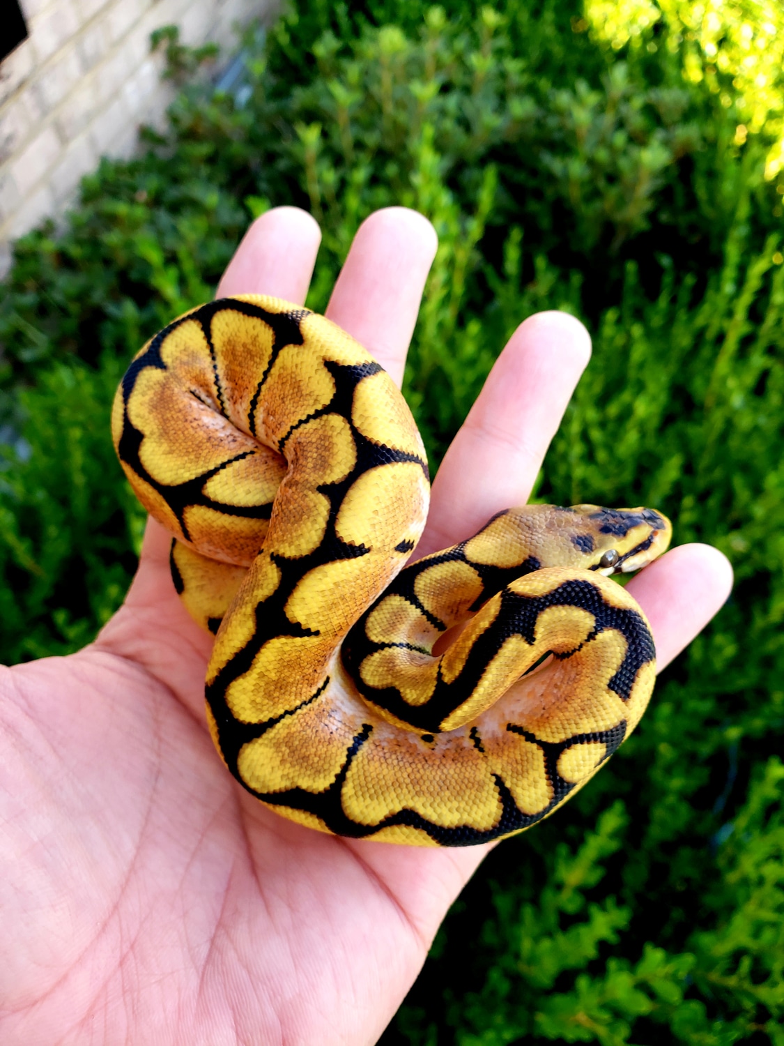 Orange Dream Yellow Belly Spider Ball Python by Attic Exotics - MorphMarket