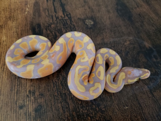 Banana YB Het Albino Ball Python by Attic Exotics