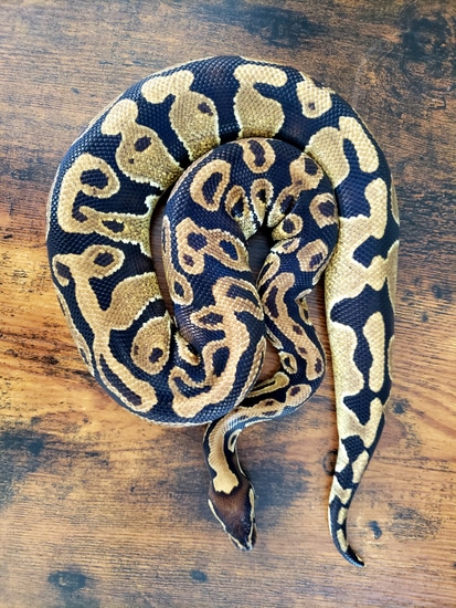 African Import RTB Ball Python by Attic Exotics