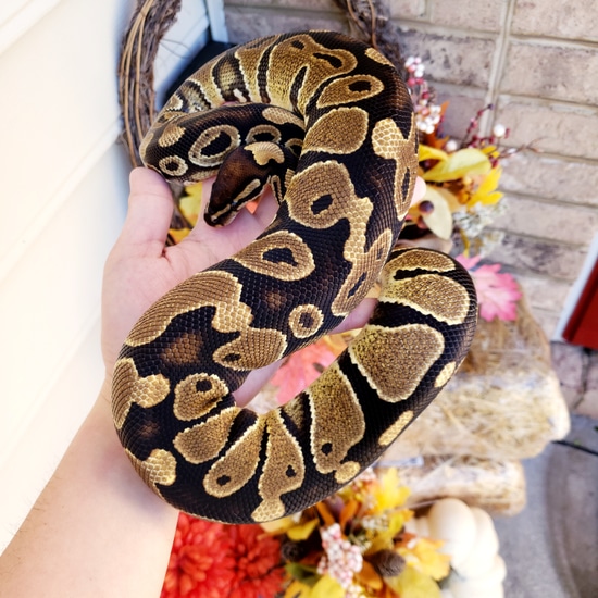 Normal Pos YB Ball Python by Attic Exotics