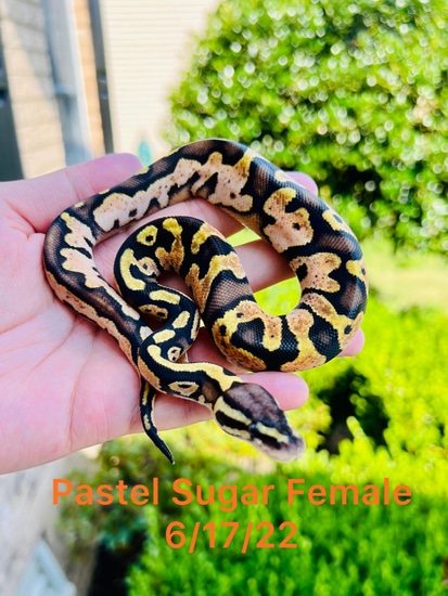 Pastel Sugar Ball Python by Attic Exotics