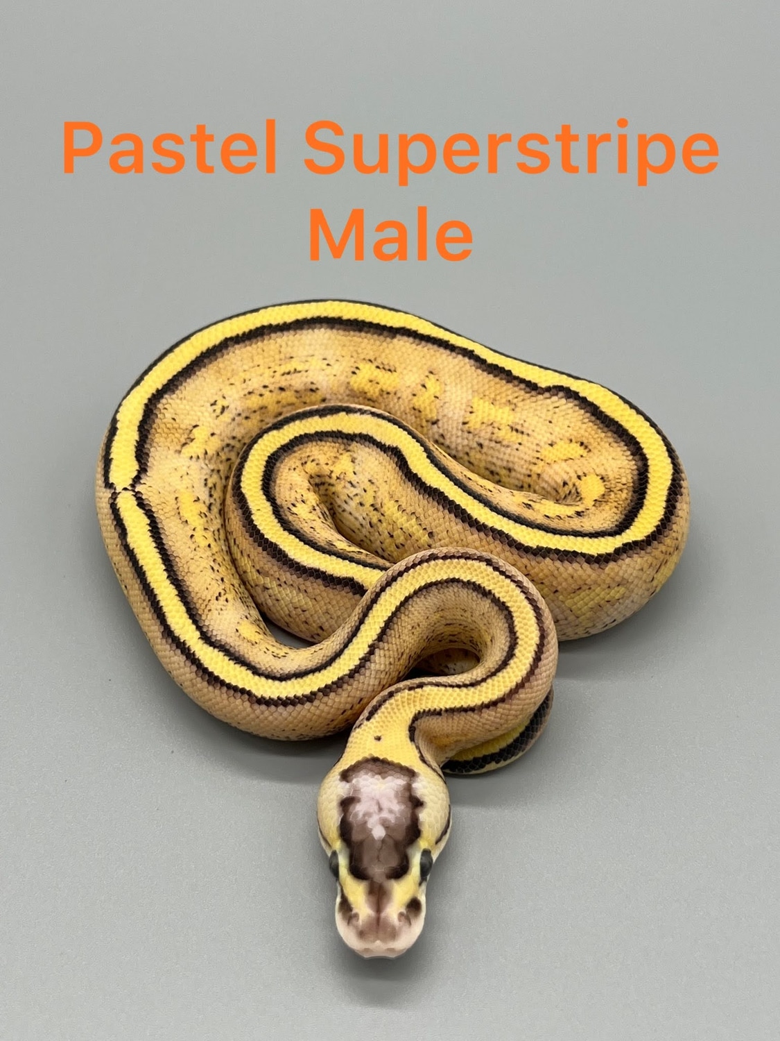 Pastel Superstripe Ball Python by Attic Exotics - MorphMarket