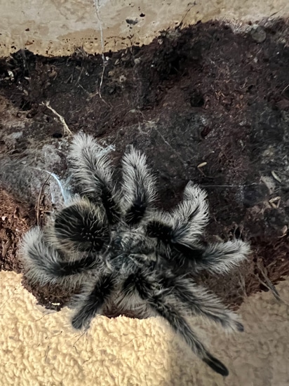 Proven T. Albo (Honduran Curly Hair) Tarantula by Attic Exotics