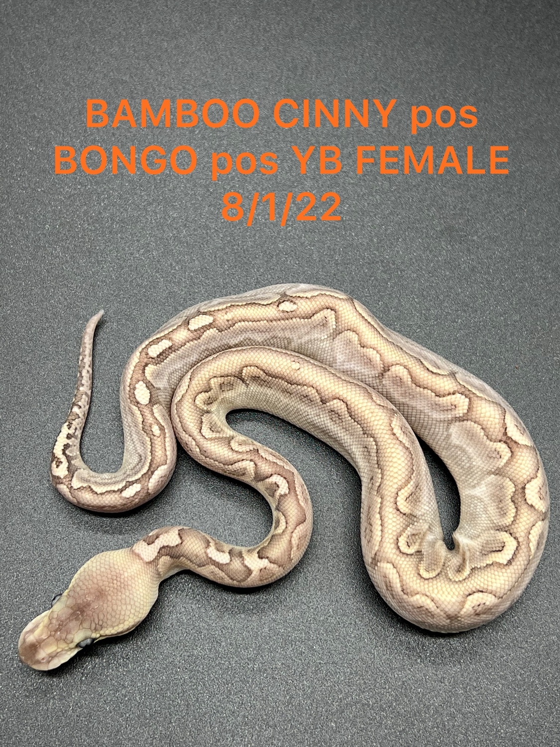 SALE!!! Bamboo Cinnamon Pos Bongo Pos YB Ball Python by Attic Exotics ...