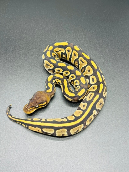 Bongo Ball Python by Attic Exotics