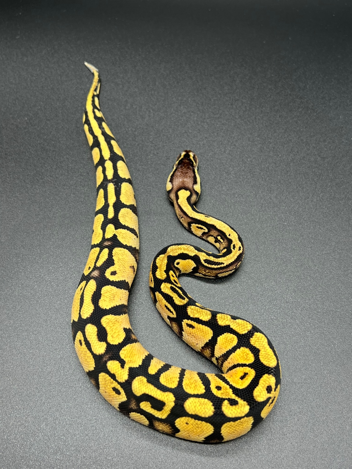 Pastel Gravel Or Specter Ball Python by Attic Exotics - MorphMarket
