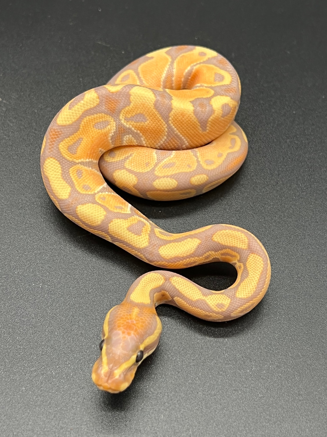 Banana Het Albino Ball Python by Attic Exotics - MorphMarket