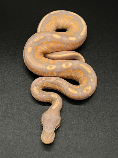 Christmas Sale!!! Banana Cinnamon Het Albino Ball Python by Attic Exotics